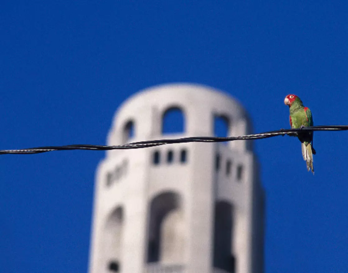 Flock to the Roxie: Classic film about San Francisco’s wild parrots is ...