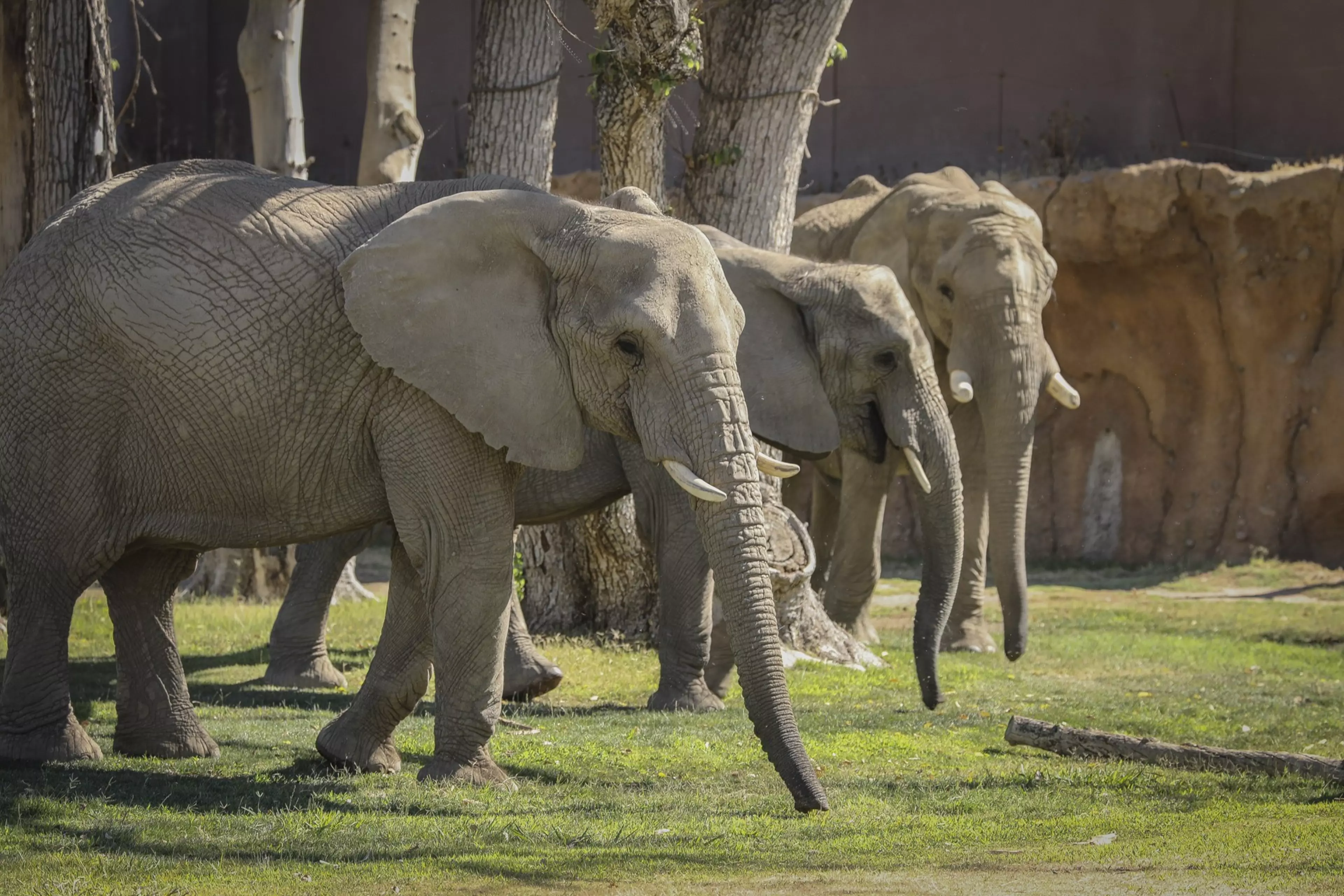 What’s the worst zoo for elephants in California?