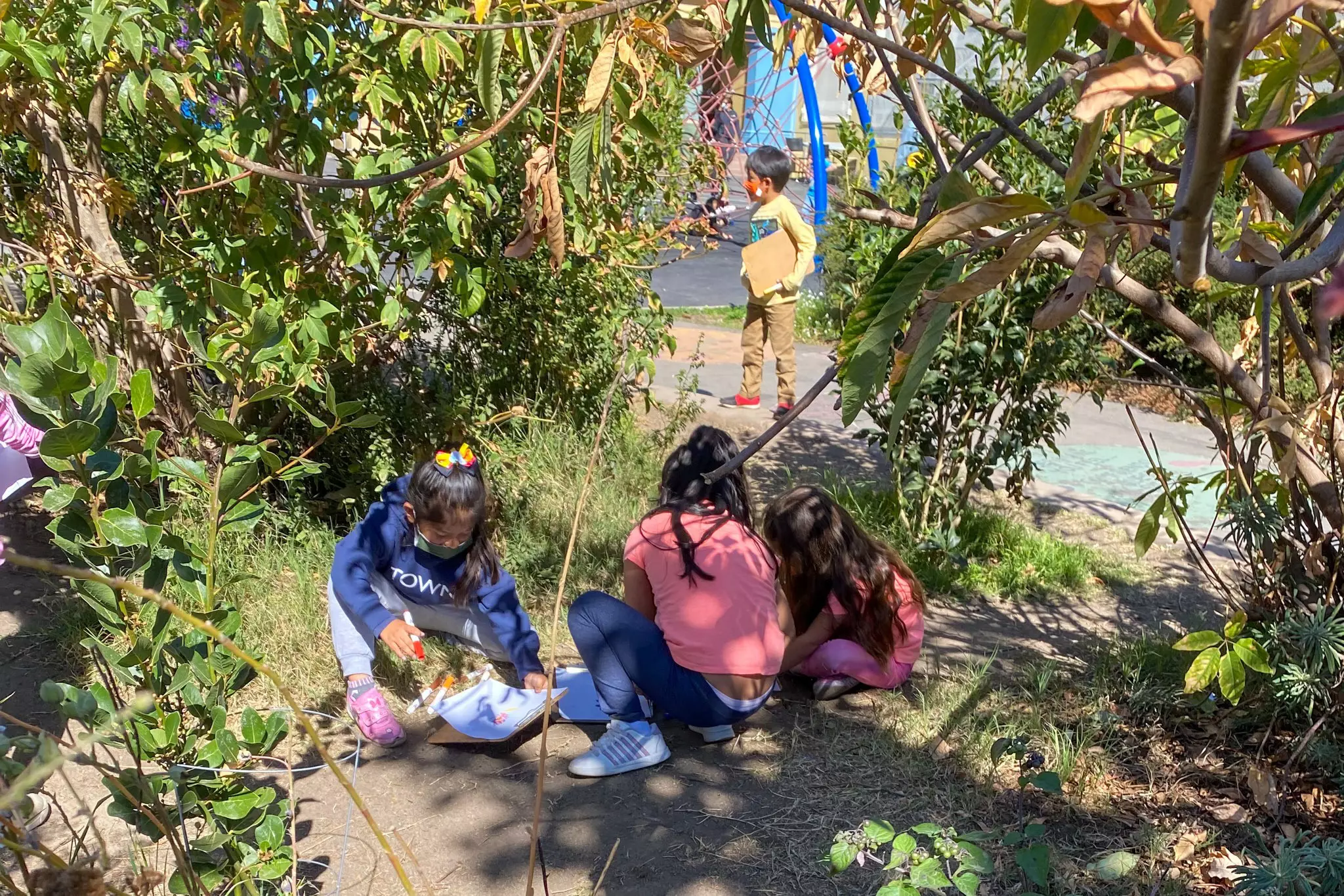 What’s in a San Francisco school garden? ‘Fairy soup,’ peppers and lead