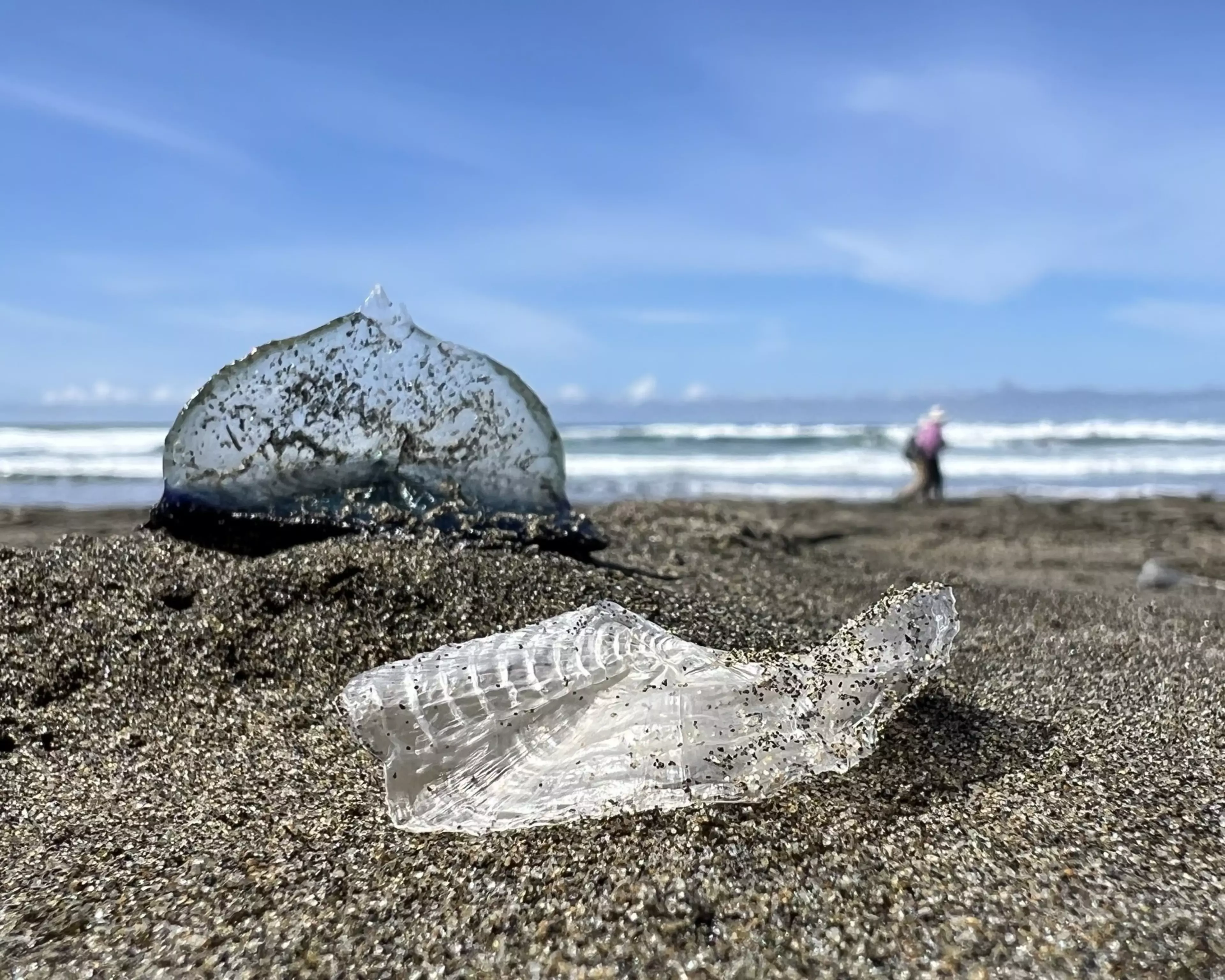 Weirdly beautiful blue jellies are swarming Ocean Beach. See them while ...