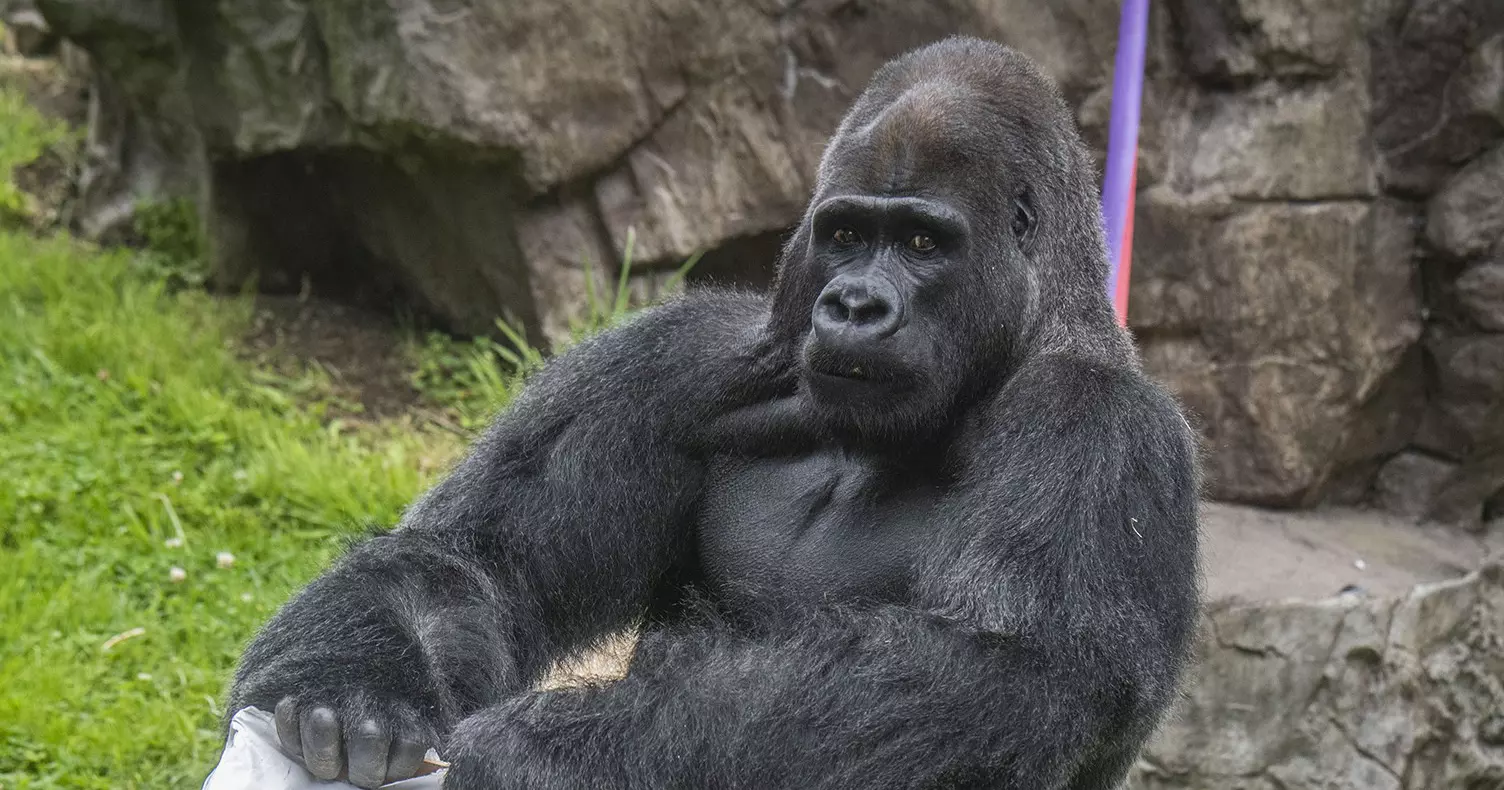 Death of beloved gorilla raises questions about SF Zoo, activist says