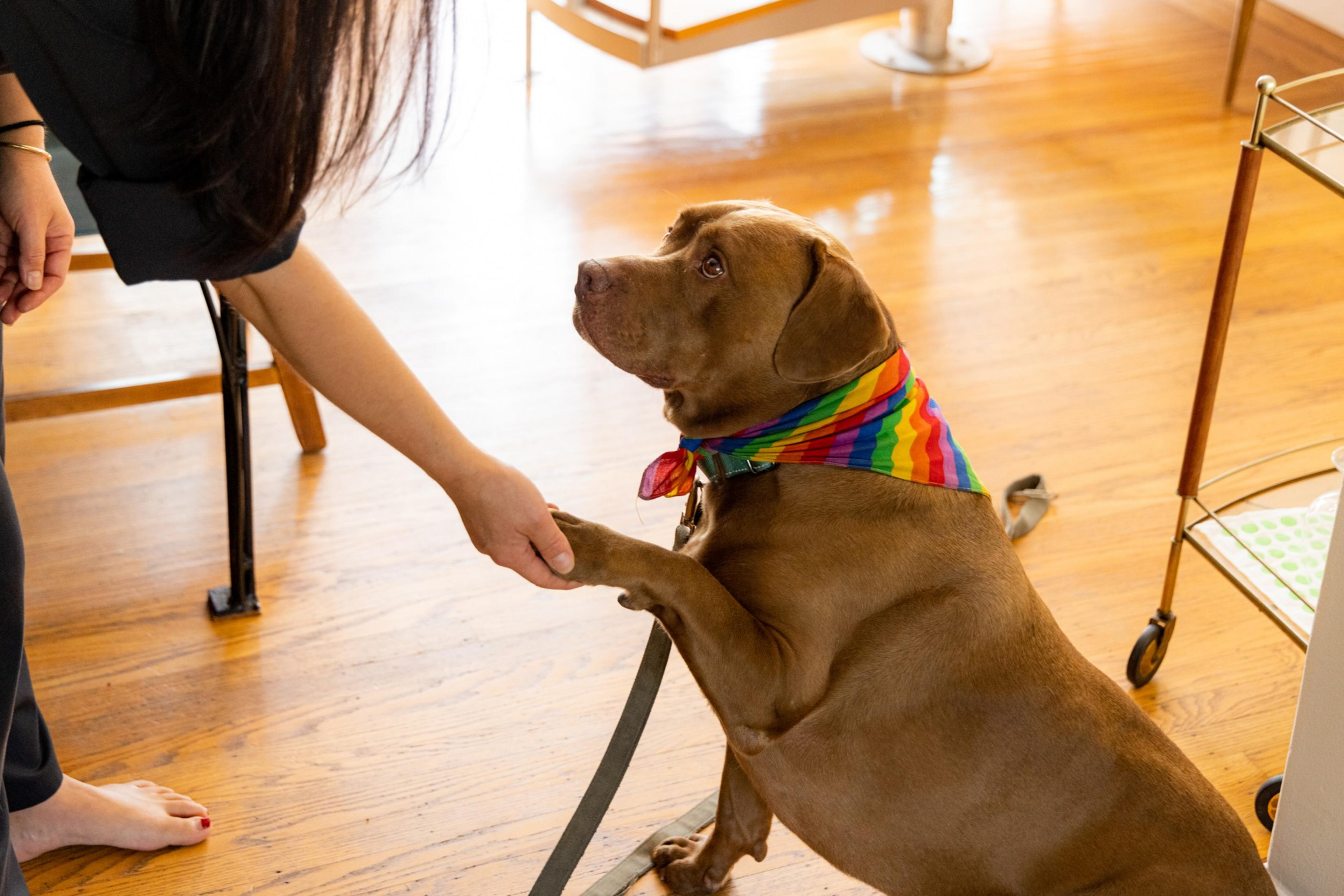 After a year without dog court, SF is bringing it back