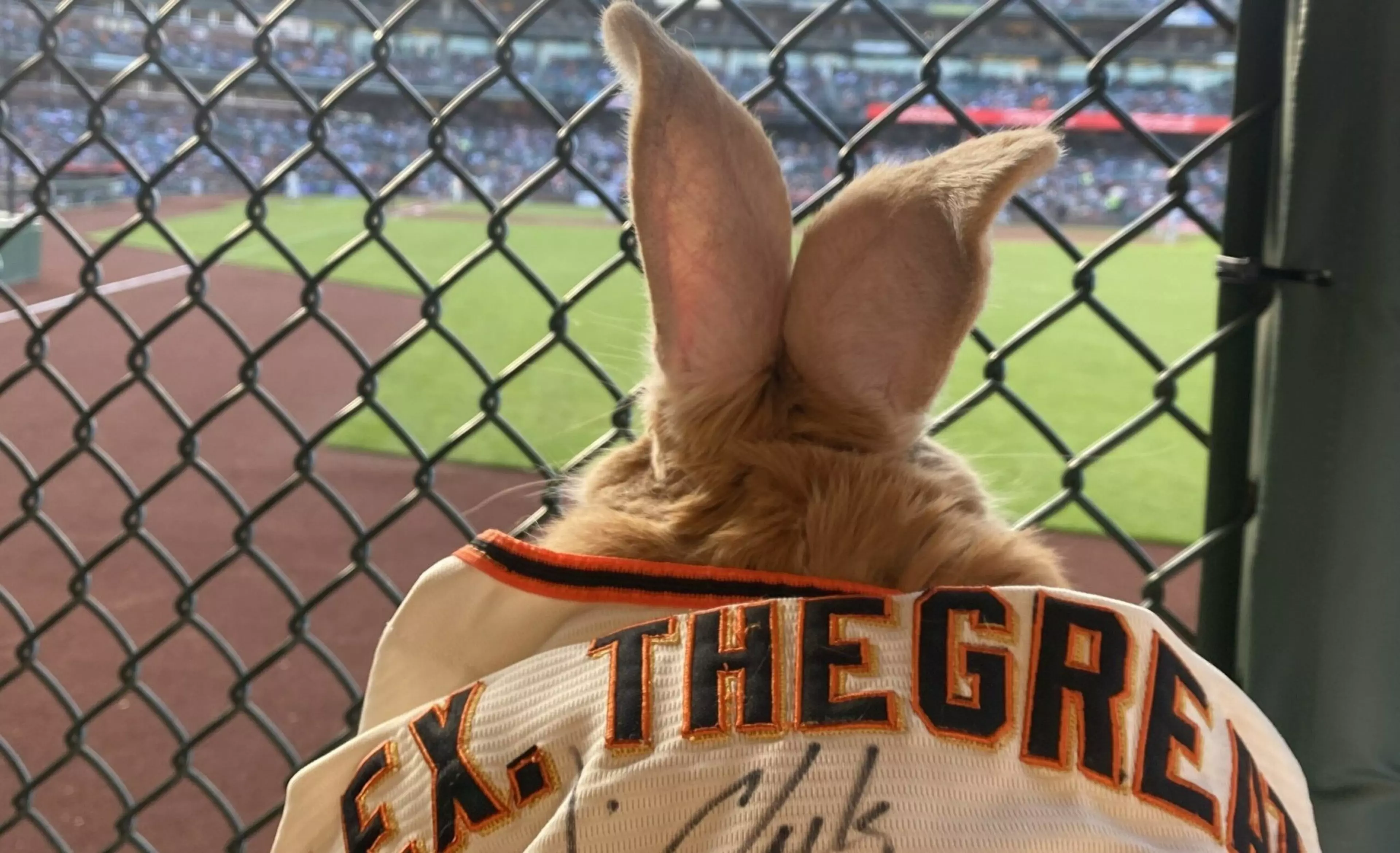 Therapy rabbit ‘Alex the Great’ is good luck charm for Warriors and Giants