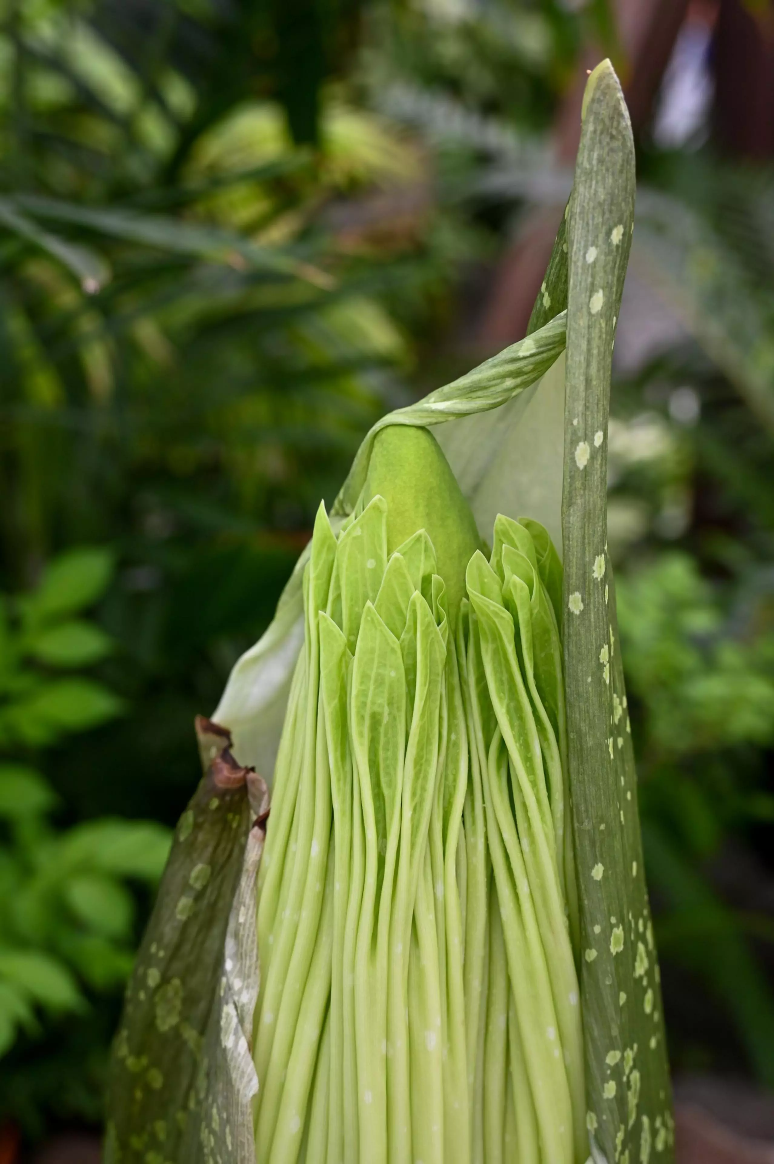 A corpse flower will soon make you want to puke at the Conservatory of ...