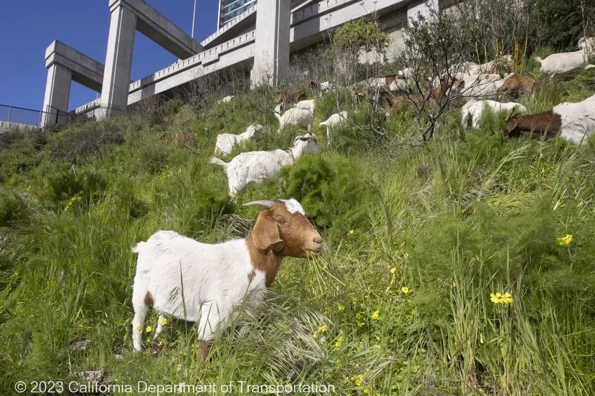 Over 100 hungry goats storm San Francisco hillside in firefighting effort