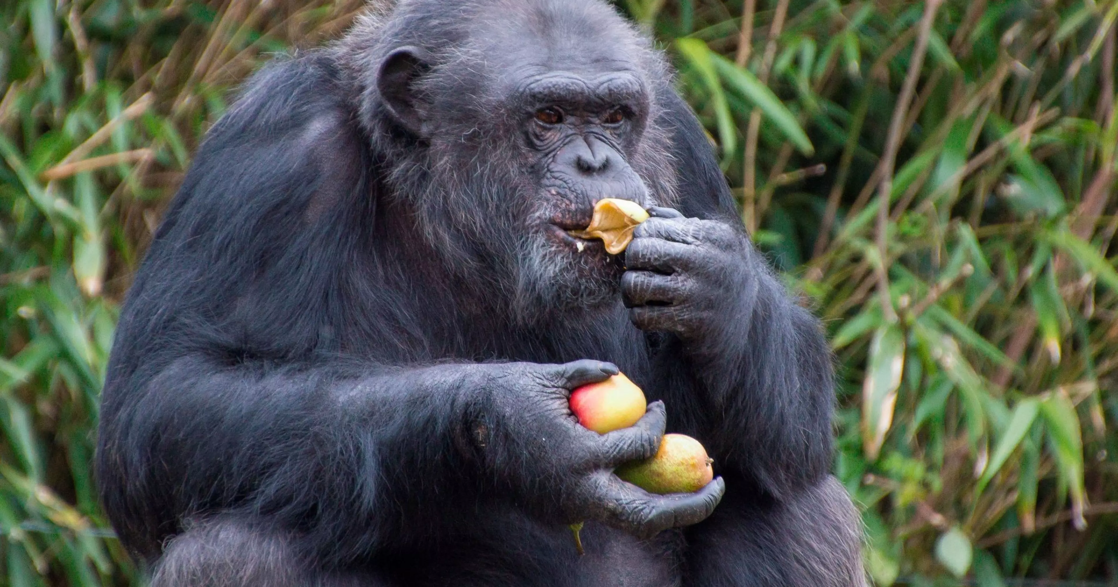 Berkeley scientists confirm ‘drunken monkey’ theory: Chimps love booze ...