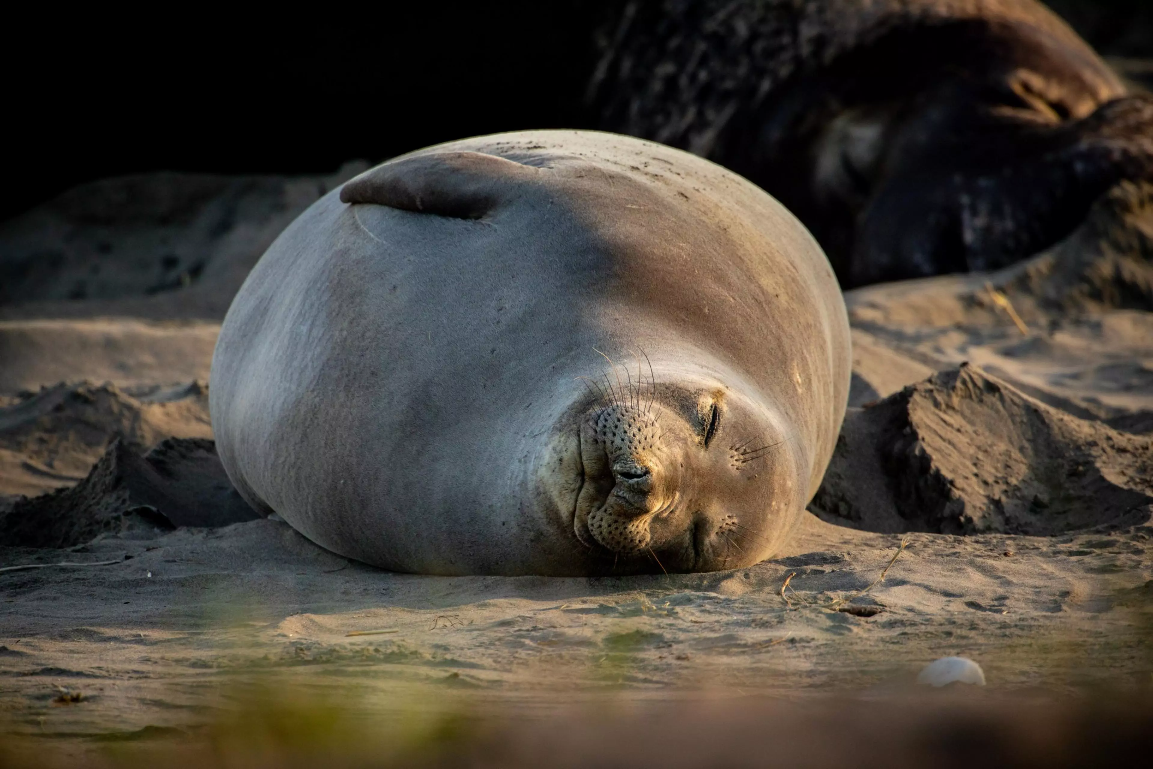 Photos: Elephant seals are giving birth in record numbers in Point ...