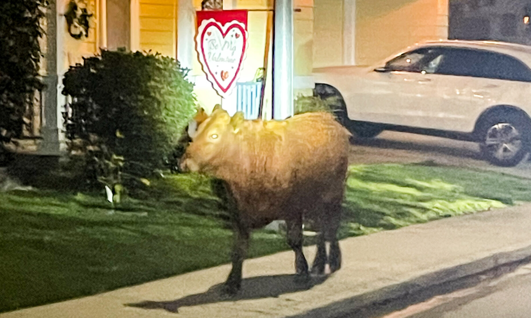 Loose cow leaves a mess on Tesla, causes chaos in Bay Area streets