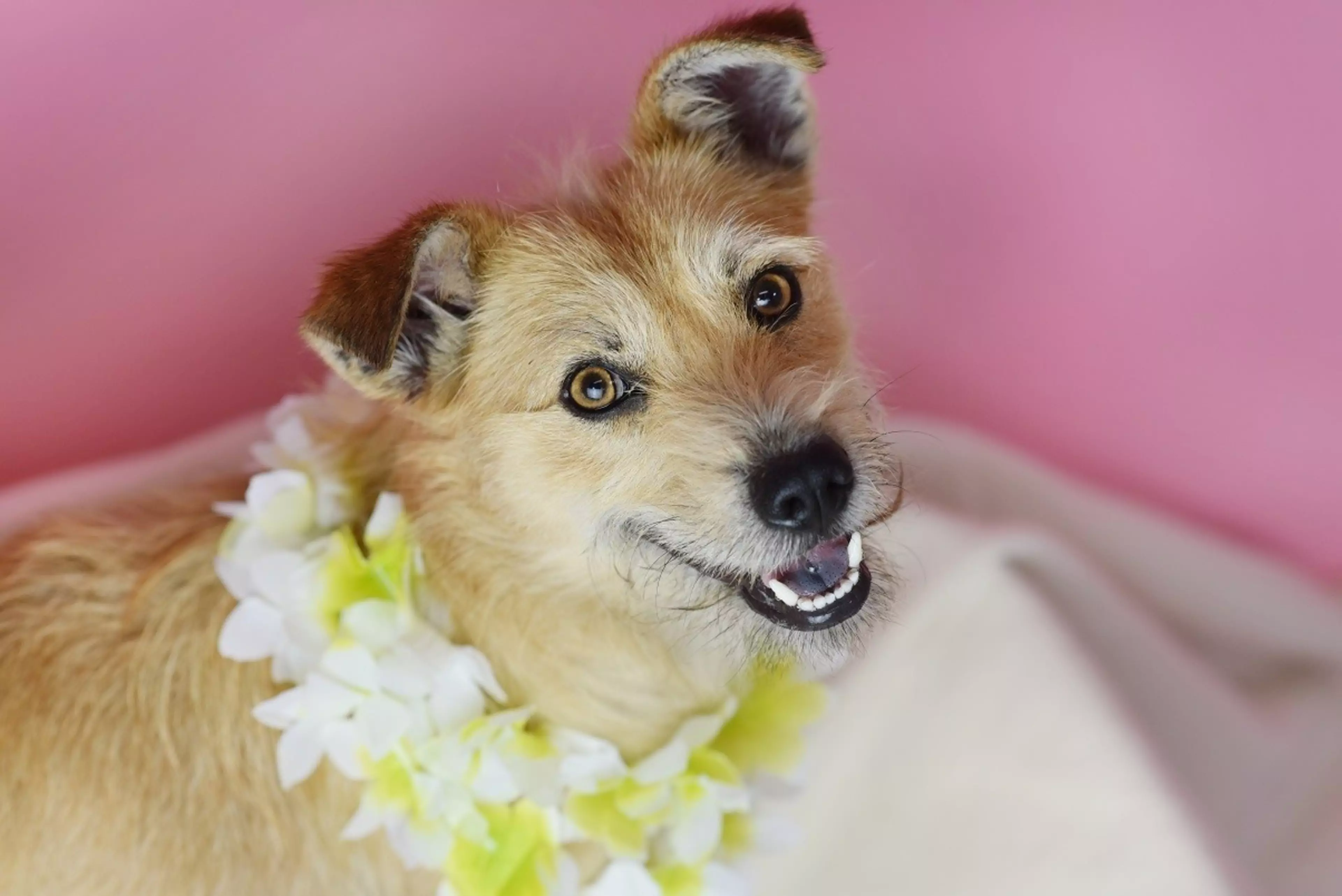 Hawaii has too many dogs in need of a home. Fly back to SF with one