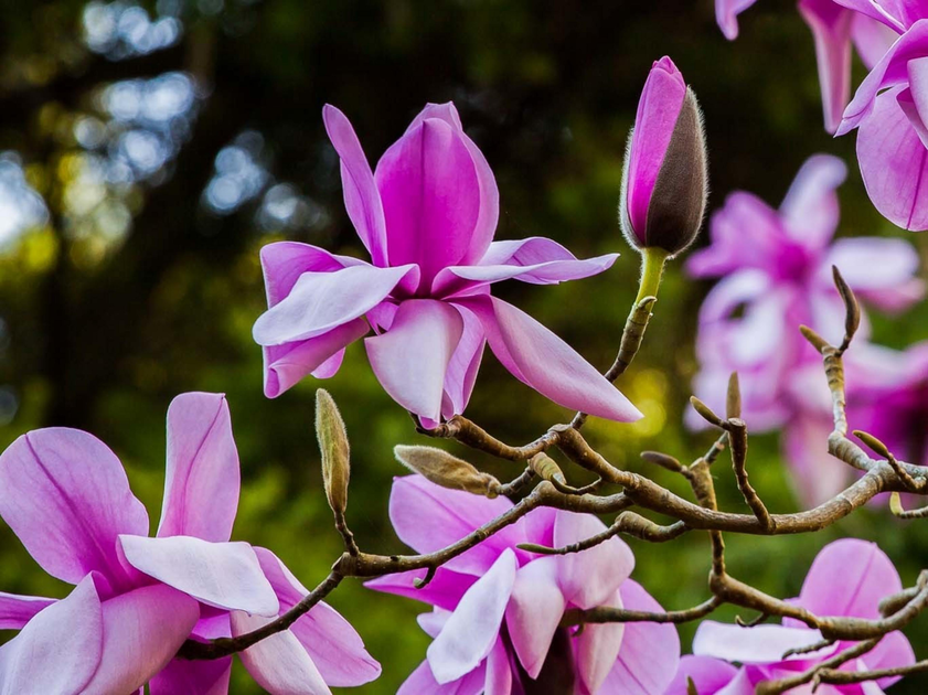 See winter’s biggest blooms opening now in Golden Gate Park
