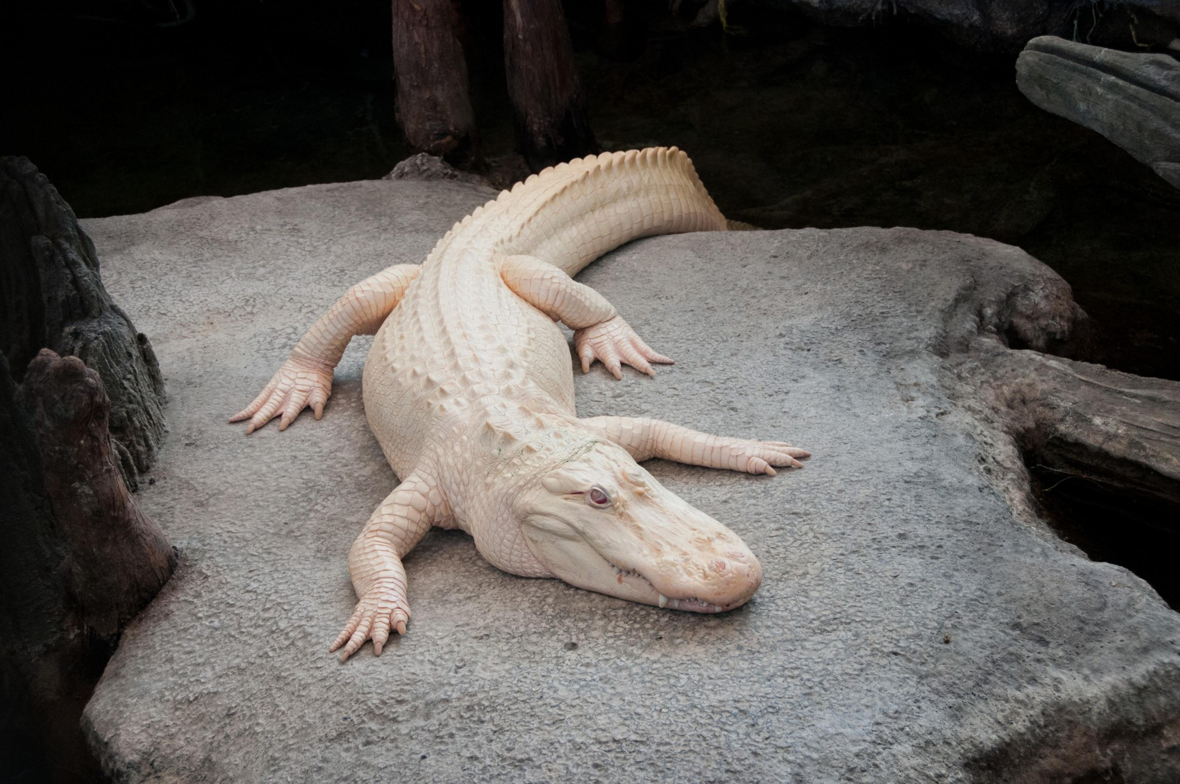 Remembering Claude, the alligator who ‘brought the humans together’
