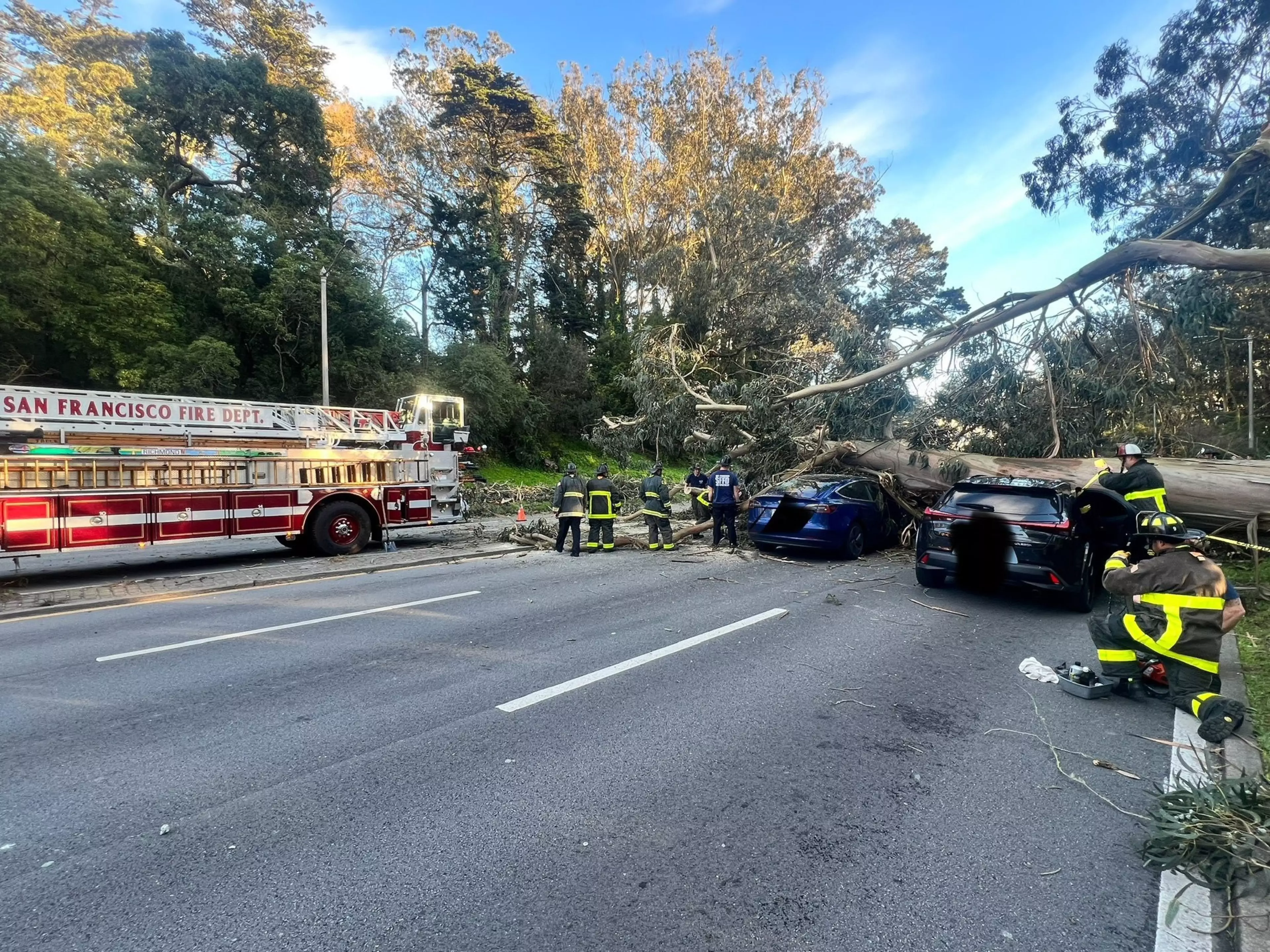 Giant tree falls on cars in Golden Gate Park, blocks 19th Avenue