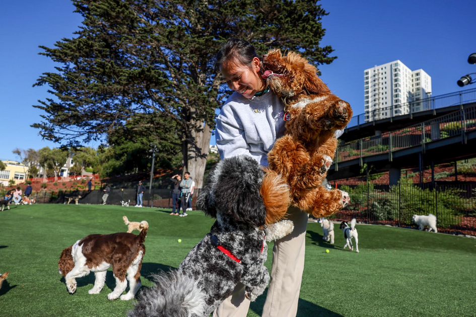 Forget Fido, this is San Francisco’s most popular dog name