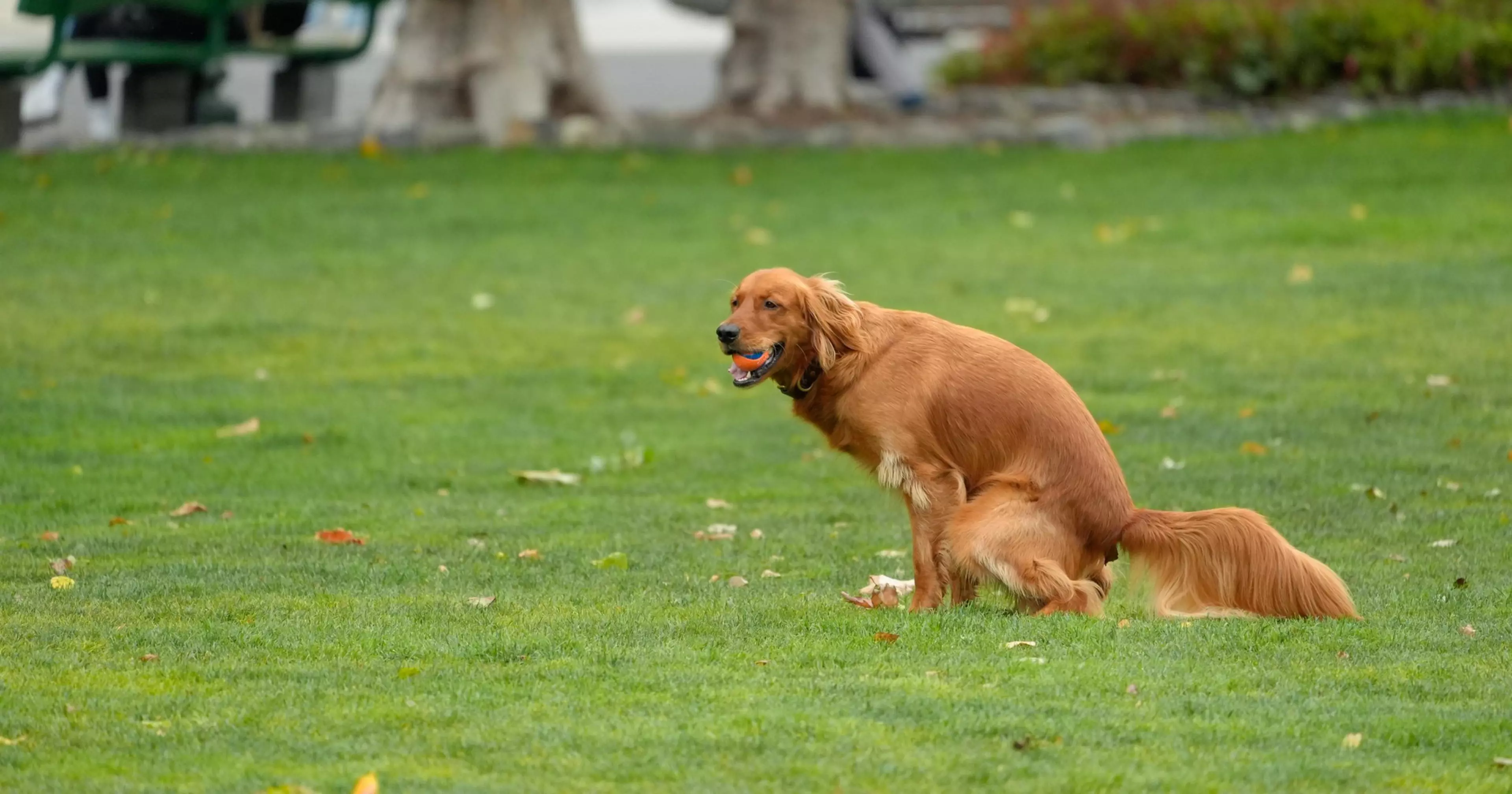 Has SF’s dog culture gone too far? Locals bark back at owners ‘doing ...